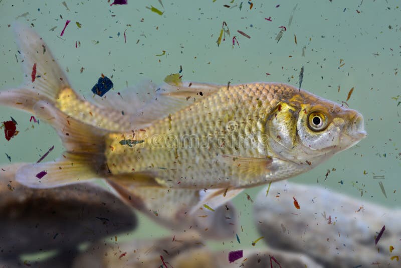 Fish in Water Contaminated with Micro Plastic Stock Photo - Image of ...