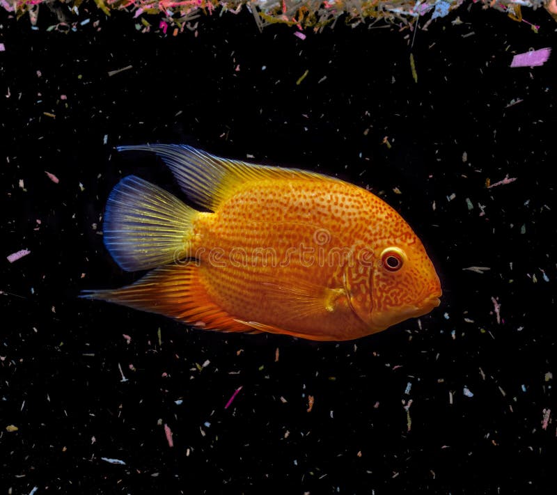 Fish in Water Contaminated with Micro Plastic Stock Photo - Image of ...