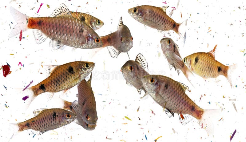 Fish in Water Contaminated with Micro Plastic Stock Image - Image of ...