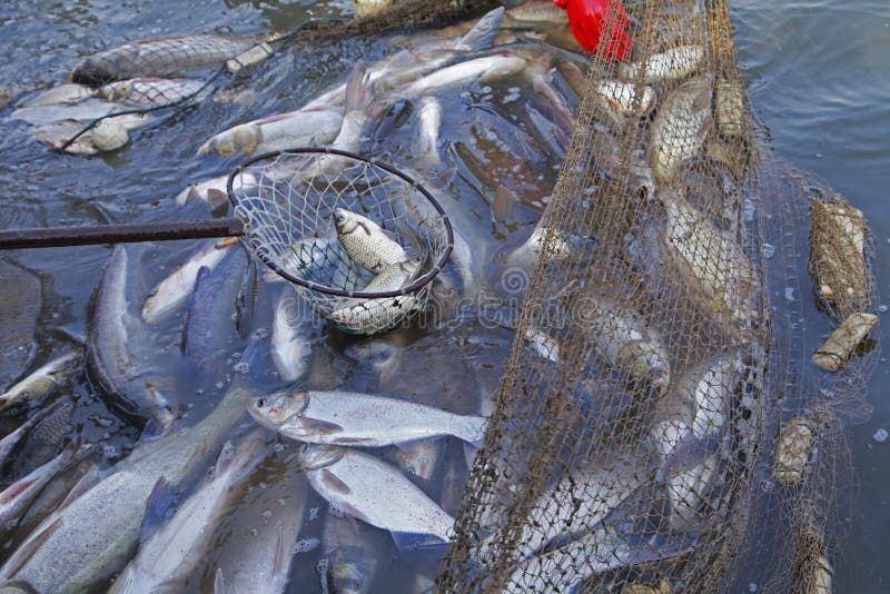 The Fish in the Water Fishing Nets Stock Image - Image of process ...