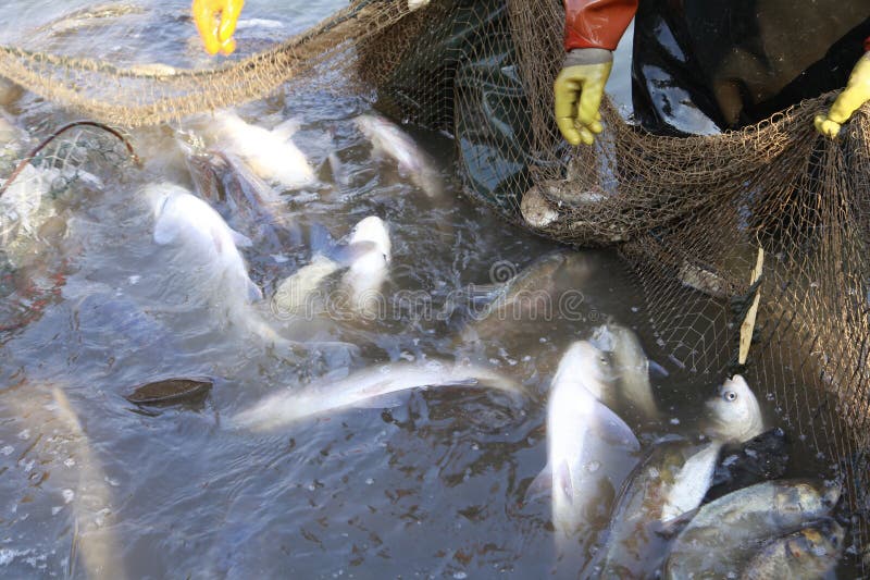 The Fish in the Water Fishing Nets Stock Image - Image of marine ...