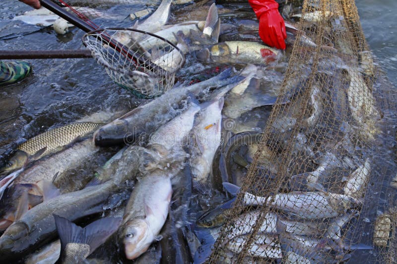 The Fish in the Water Fishing Nets Stock Image - Image of marine ...
