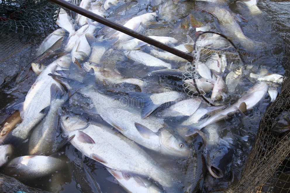 The Fish in the Water Fishing Nets Stock Illustration - Illustration of ...