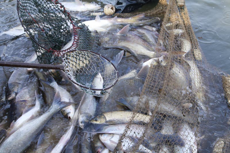 The Fish in the Water Fishing Nets Stock Image - Image of shares ...