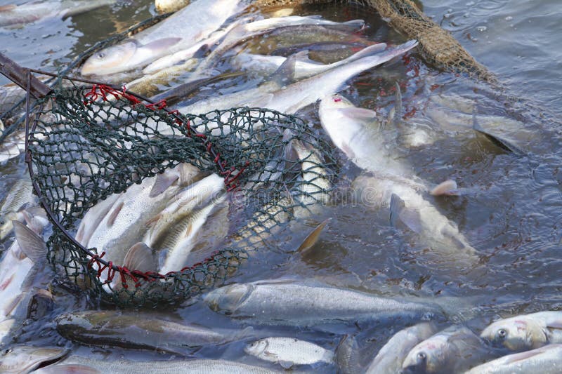 The Fish in the Water Fishing Nets Stock Photo - Image of weight ...