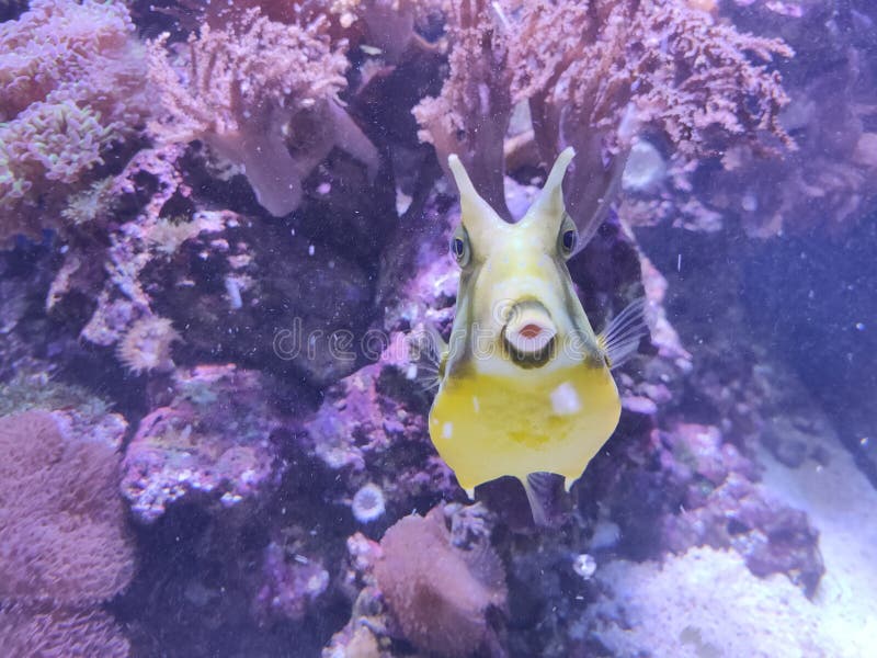 Fish in the Water is Giving a Kiss Stock Photo - Image of jellow ...