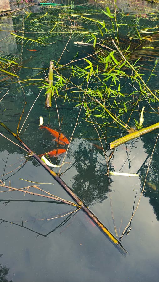 Fish water leaf stock image. Image of yellow, forest - 256870843