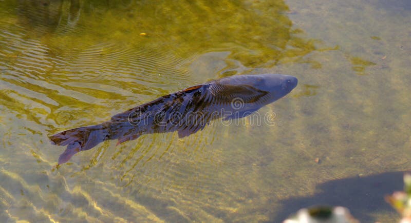 Fish in the water looking stock image. Image of fish - 113472565