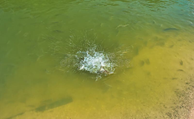 Fish in water stock photo. Image of marine, underwater - 46623008
