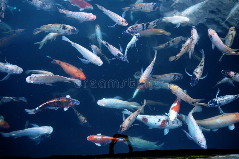 Fish in water stock photo. Image of beauty, view, seamless - 70865458