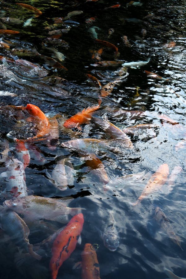 Fish in water stock image. Image of underwater, food - 70865577