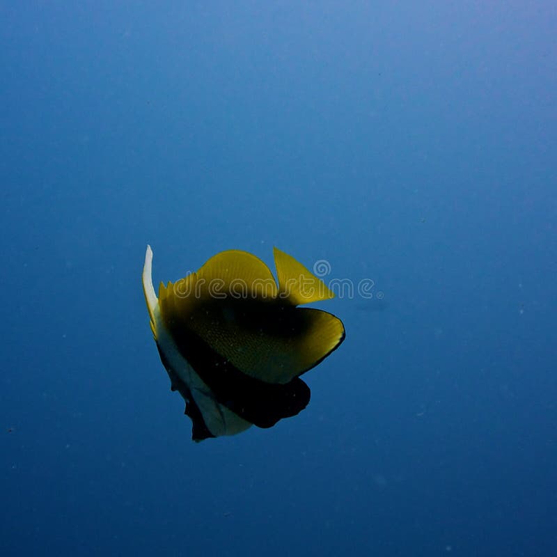 30,317 Single Fish Photos - Free & Royalty-Free Stock Photos from ...
