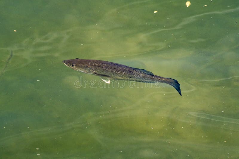 Fish on the Water Surface of the Lake Stock Photo - Image of italy ...
