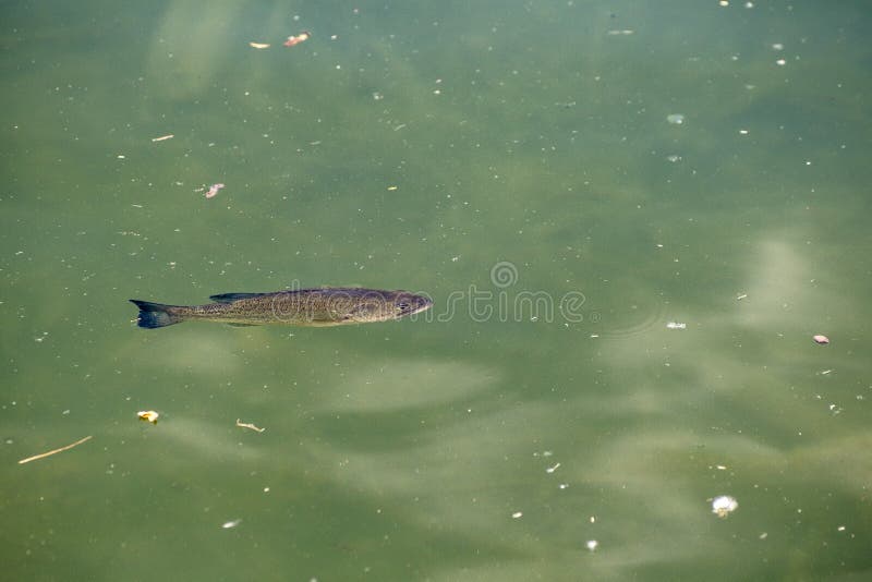 Fish on the Water Surface of the Lake Stock Photo - Image of chub ...