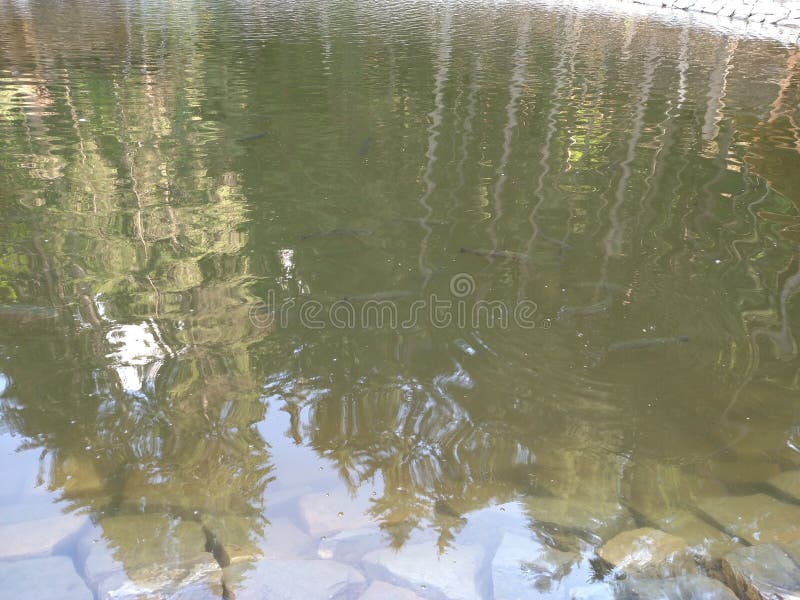 Fish in Water Trout in Lake Horizontal Color Photo Stock Photo - Image ...