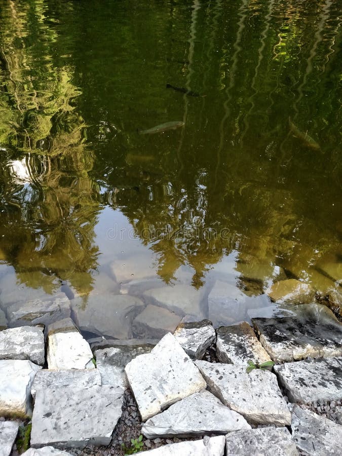 Fish in Water Trout in Lake Vertical Color Photo Stock Image - Image of ...