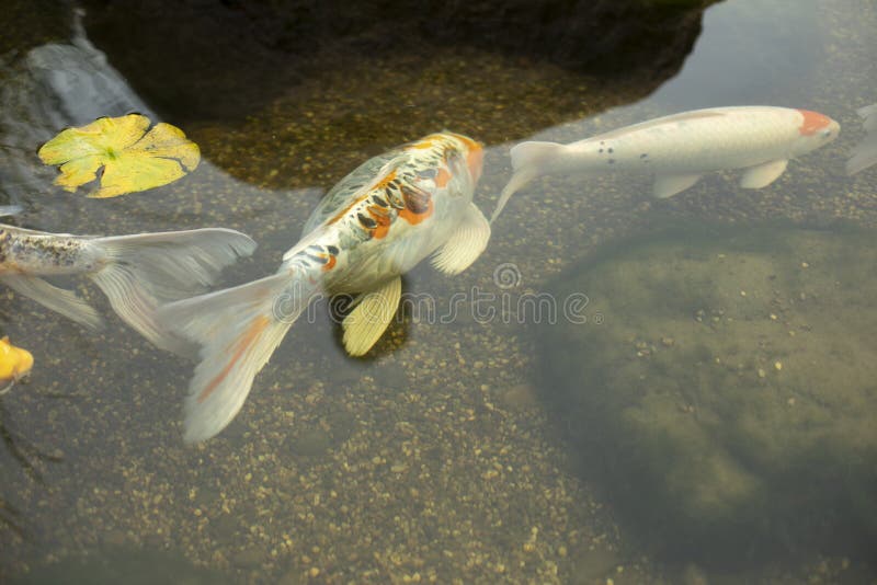 Fish in the Water View from Above. Pond in the Garden with Fish Stock ...