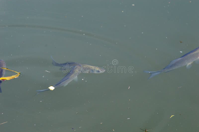 Fish in Water Waiting for Prey Stock Photo - Image of fish, nature ...