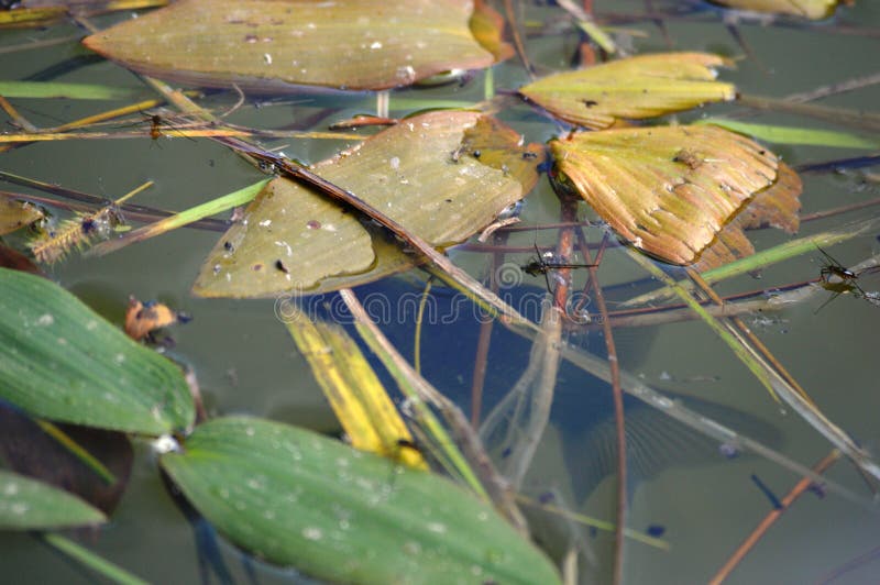 Fish in Water Waiting for Prey Stock Photo - Image of water, plant ...