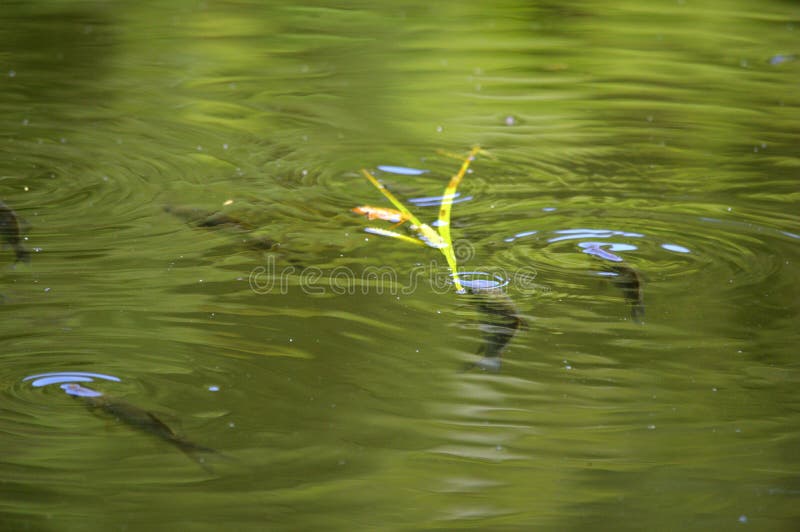 Fish in Water Waiting for Prey Stock Image - Image of color, prey ...