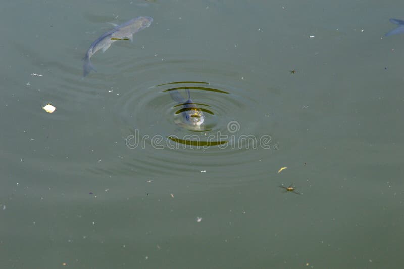 Fish in Water Waiting for Prey Stock Image - Image of prey, animal ...