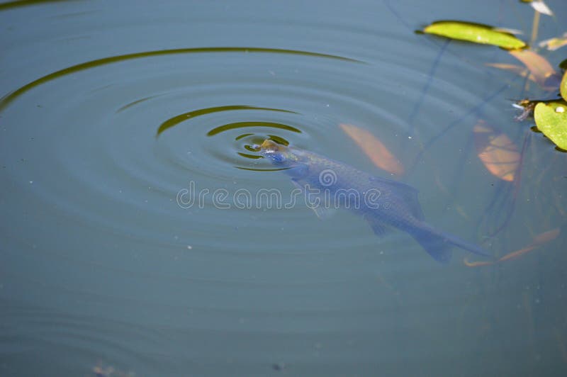 Fish in Water Waiting for Prey Stock Photo - Image of water, plant ...