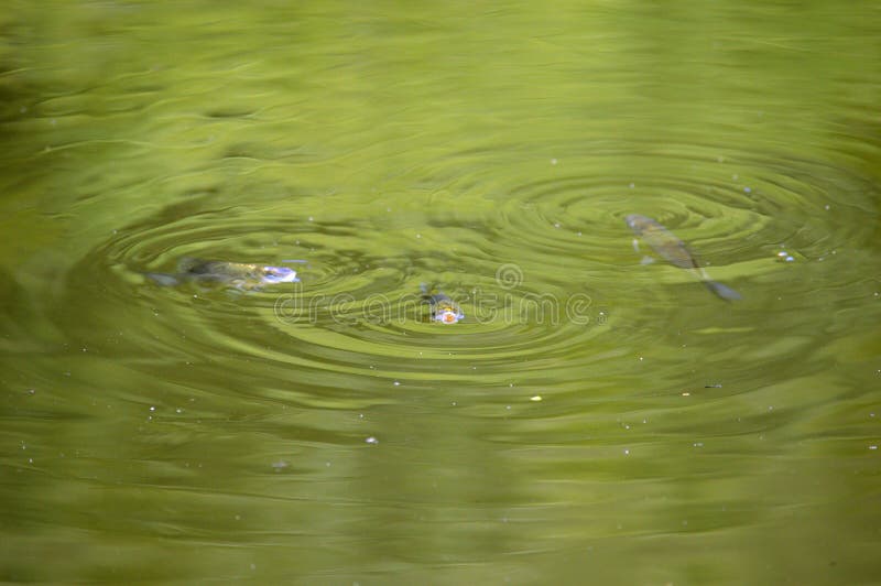 Fish in Water Waiting for Prey Stock Image - Image of waiting, plant ...