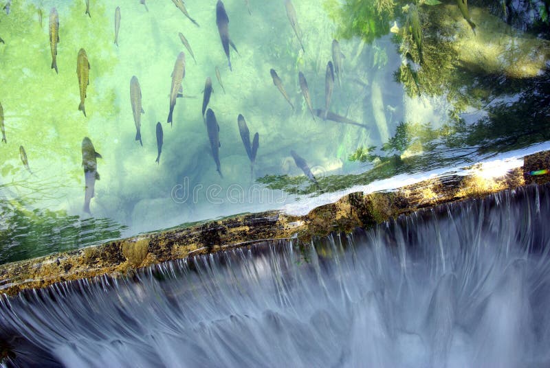 Fish and waterfall stock image. Image of peaceful, numerous - 10287313