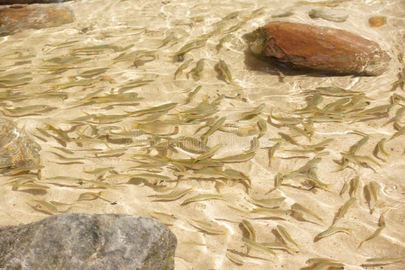 Fish at waterfall stock photo. Image of animal, fresh - 80104300