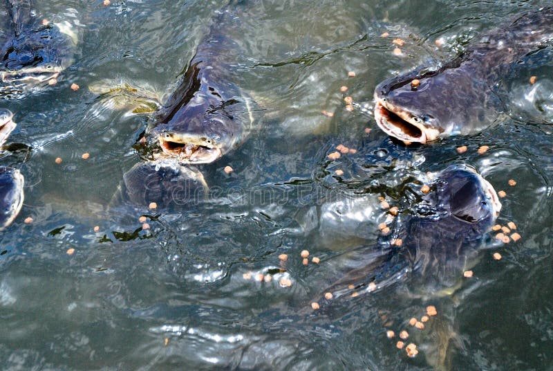 Fish in waterfall stock photo. Image of falls, fresh - 35161568