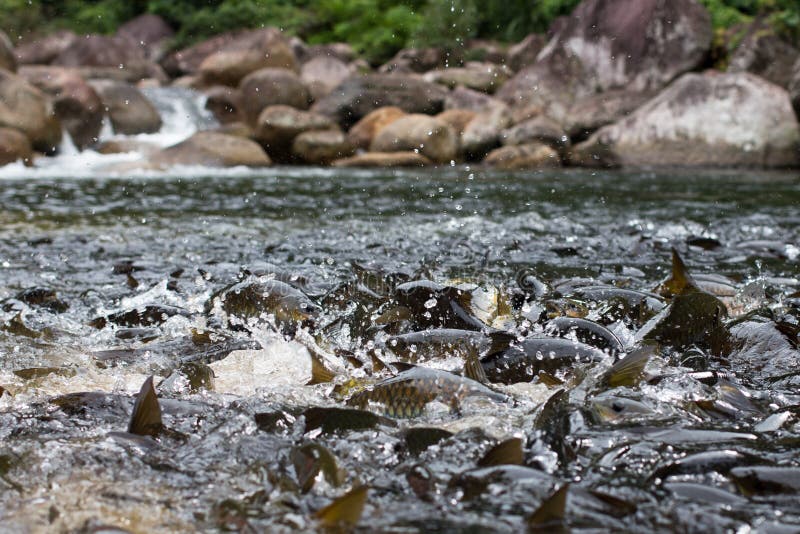 Fish in the waterfall stock photo. Image of numbers, food - 63939622