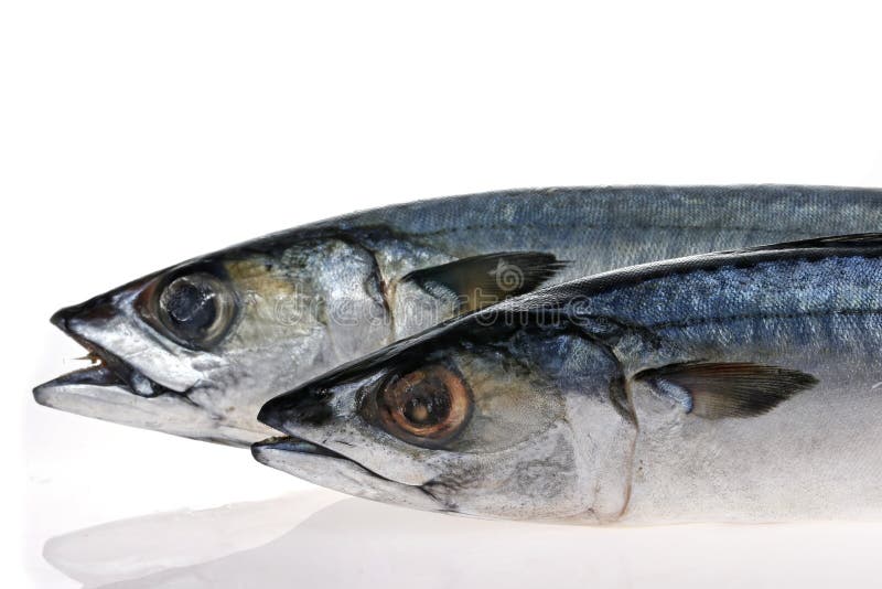 The Fish on a White Background Stock Photo - Image of biology, studio ...