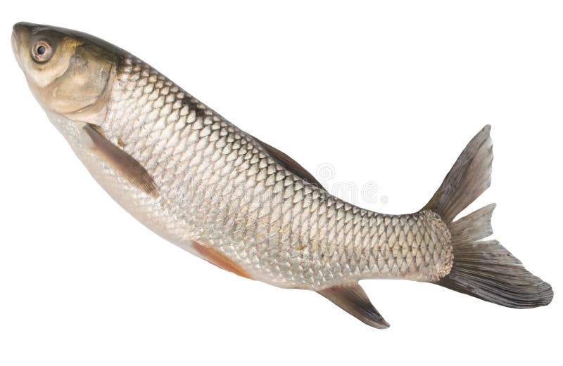 Barramundi fish stock photo. Image of latidae, fish, barramundi - 11898130