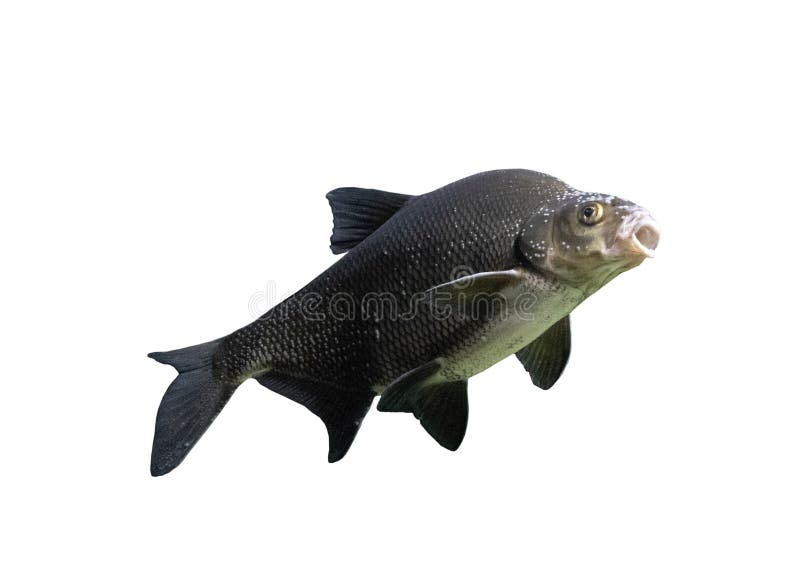 Fish on White Background, Isolated Stock Photo - Image of carp ...