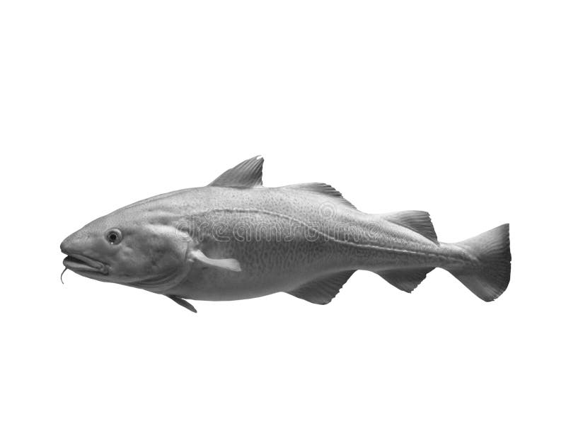 Fish on White Background, Isolated Stock Photo - Image of carp ...