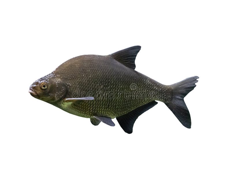 Fish on White Background, Isolated Stock Image - Image of white, life ...