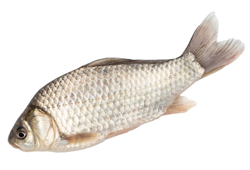 Fish White Background Stock Photos - Download 314,211 Royalty Free Photos