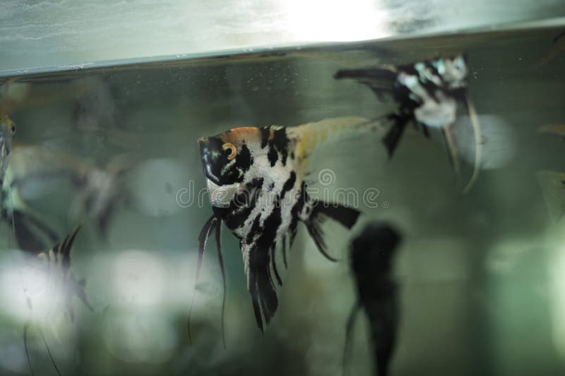 Fish with White and Black Patterns in the Aquarium Stock Image - Image ...