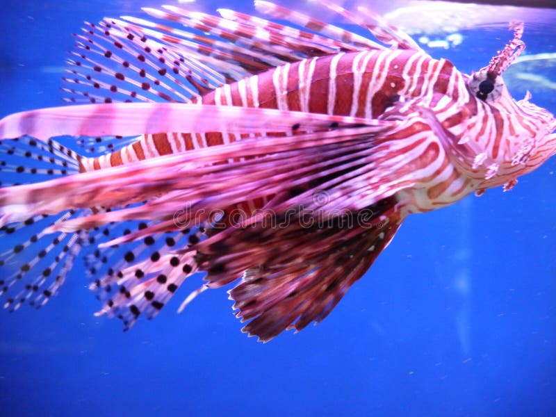 Fish winged stock image. Image of dragonfish, ocean - 167149585