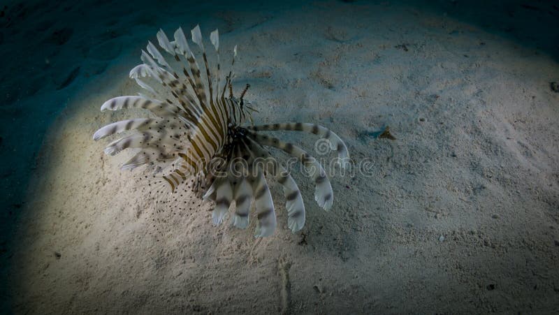 Fish winged stock image. Image of aquarium, fish, animal - 217287497