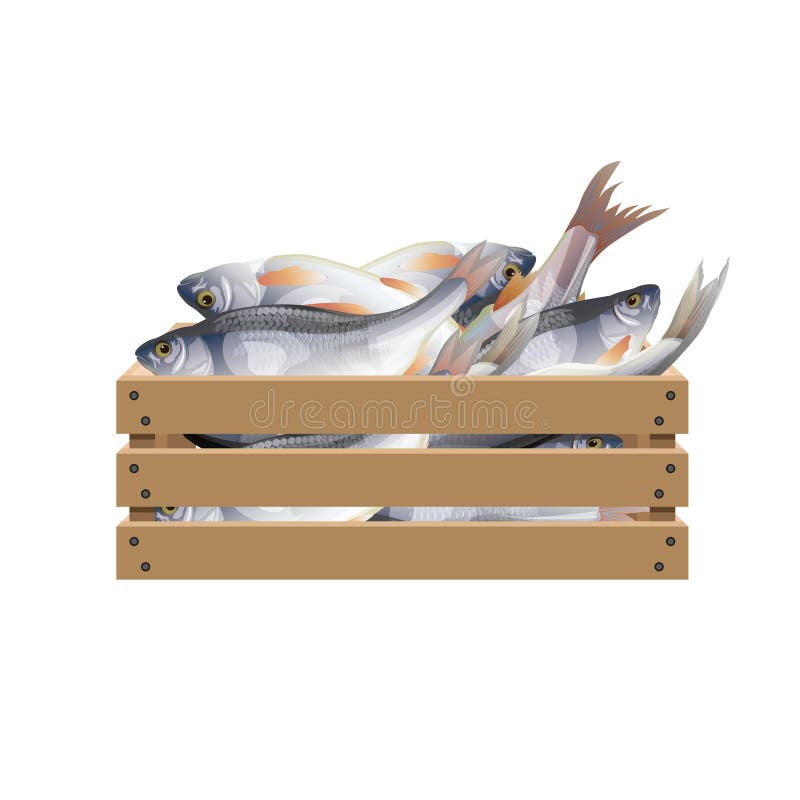 Fish in wooden crate stock vector. Illustration of catch - 155176561