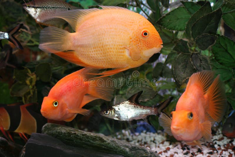 Fish World stock photo. Image of stones, colourful, coloured - 2503382