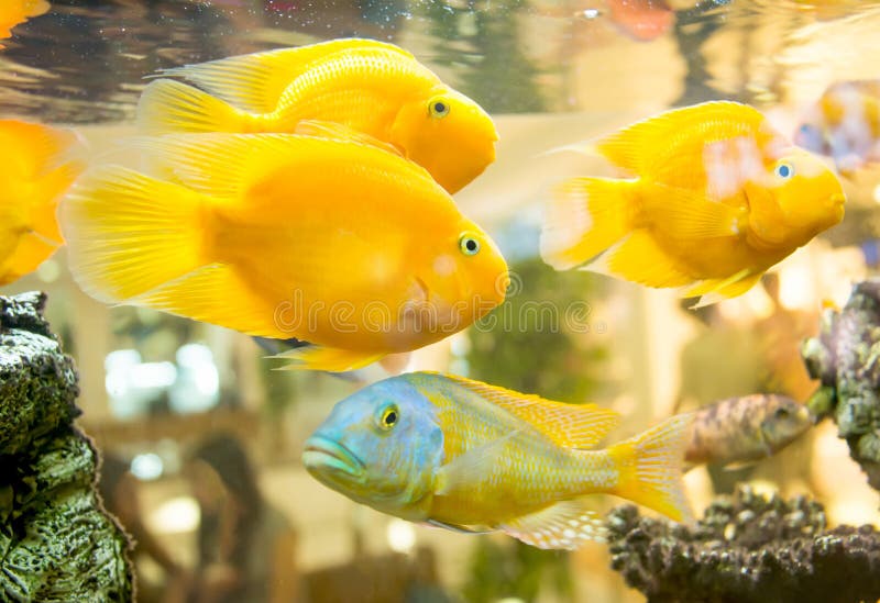 Fish stock photo. Image of beauty, nature, orange, swimming - 35426978