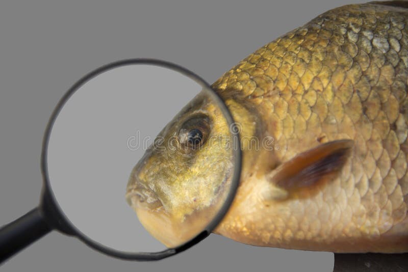 Fish stock photo. Image of river, summer, catch, magnifying - 44936708