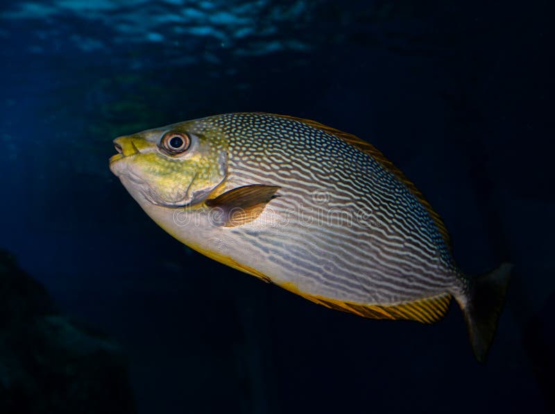 Fish Yellow fin stock image. Image of fish, blue, motion - 69279457