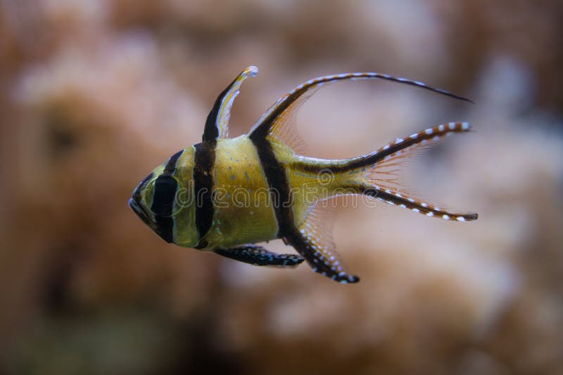 Devonian Pteraspis Fish Group Stock Illustration - Illustration of ...