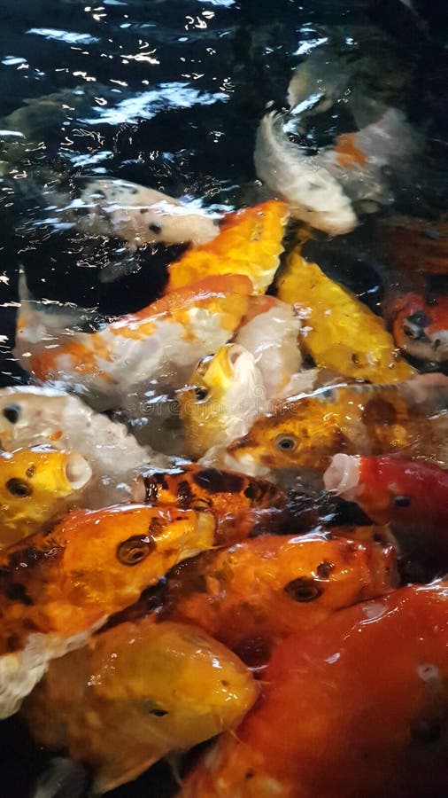 Fish Yellow and Orange Being Fed in a Tank Stock Image - Image of ...