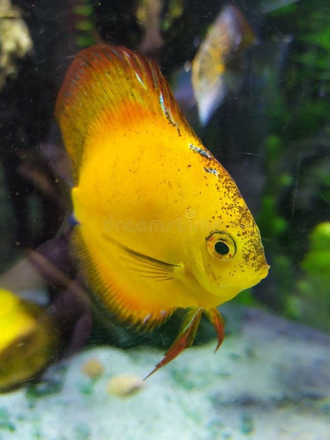 Fish Yellow Small Cute Coral Stock Image - Image of coral, cute: 186460453