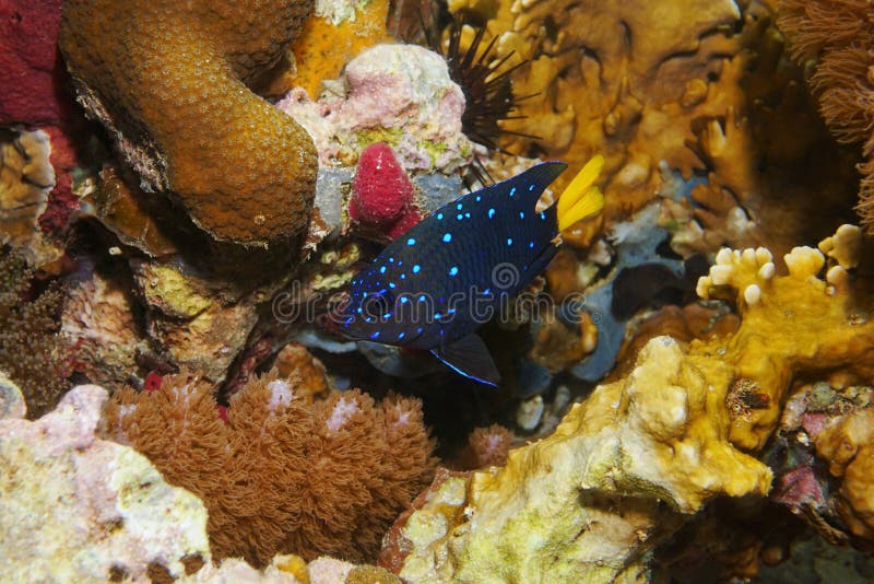 Fish Yellowtail Damselfish Microspathodon Chrysurus Stock Image - Image ...