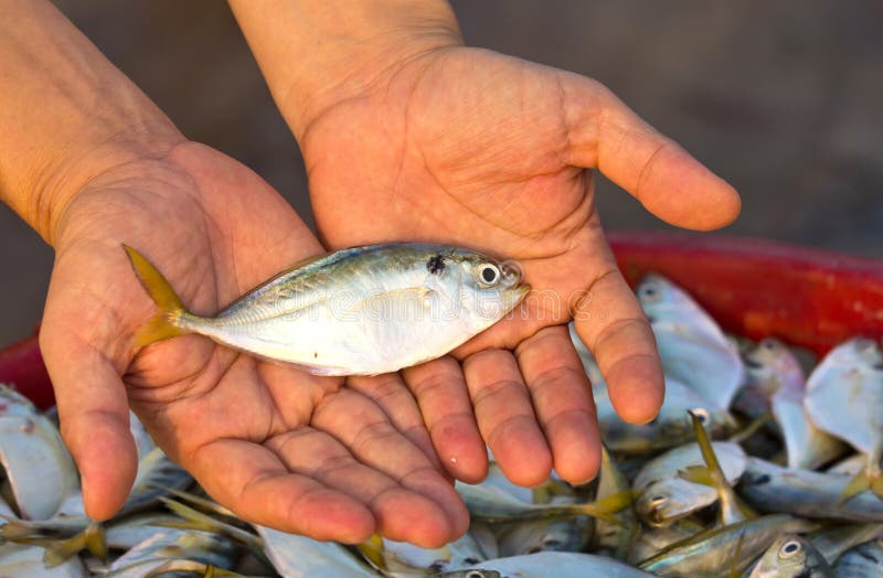 Fish for you stock photo. Image of food, holding, human - 23240106